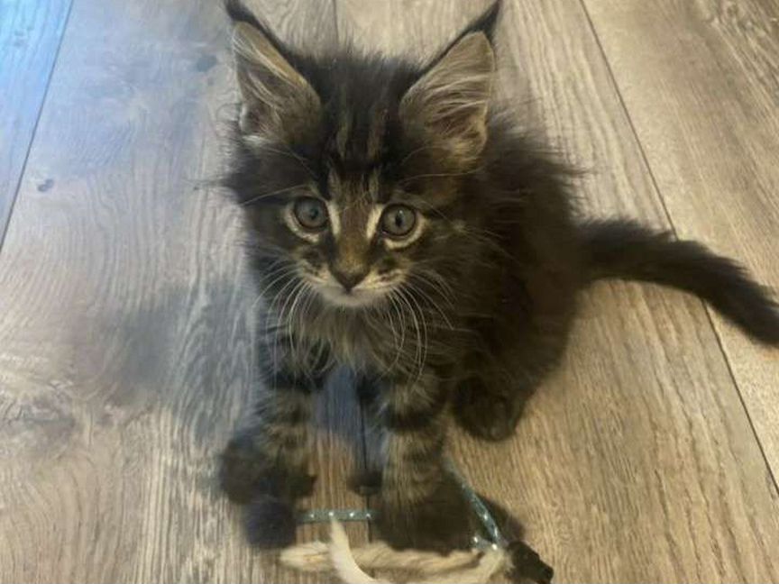 Парни и девчата кунята под ёлку