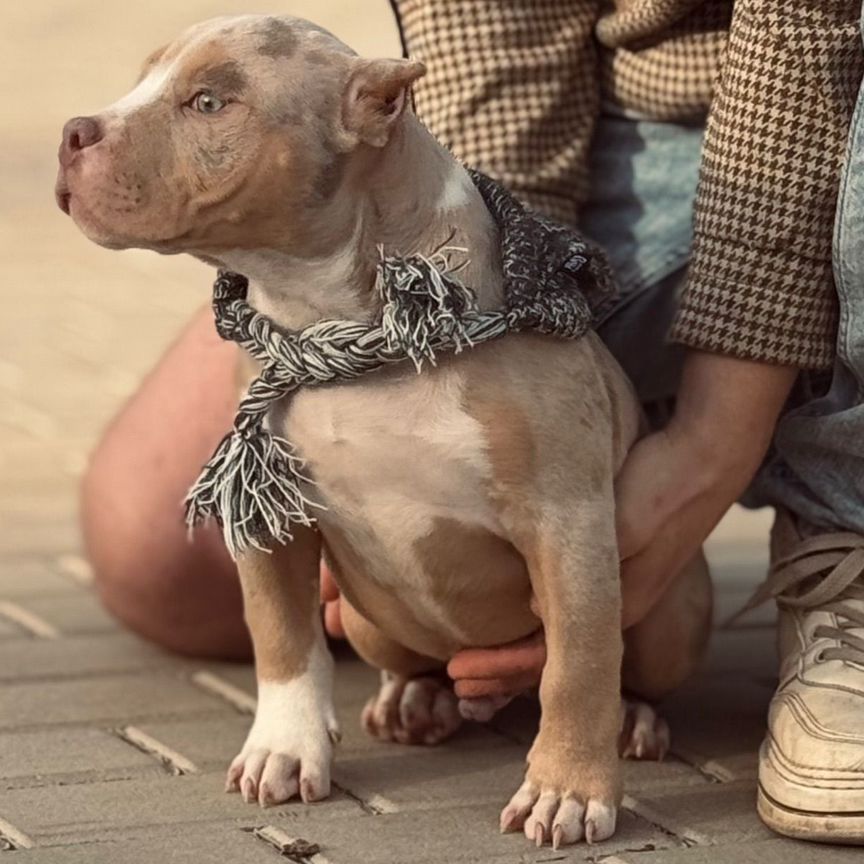 Американский булли, щенок