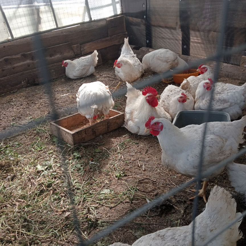 Куры бройлеры живым весом