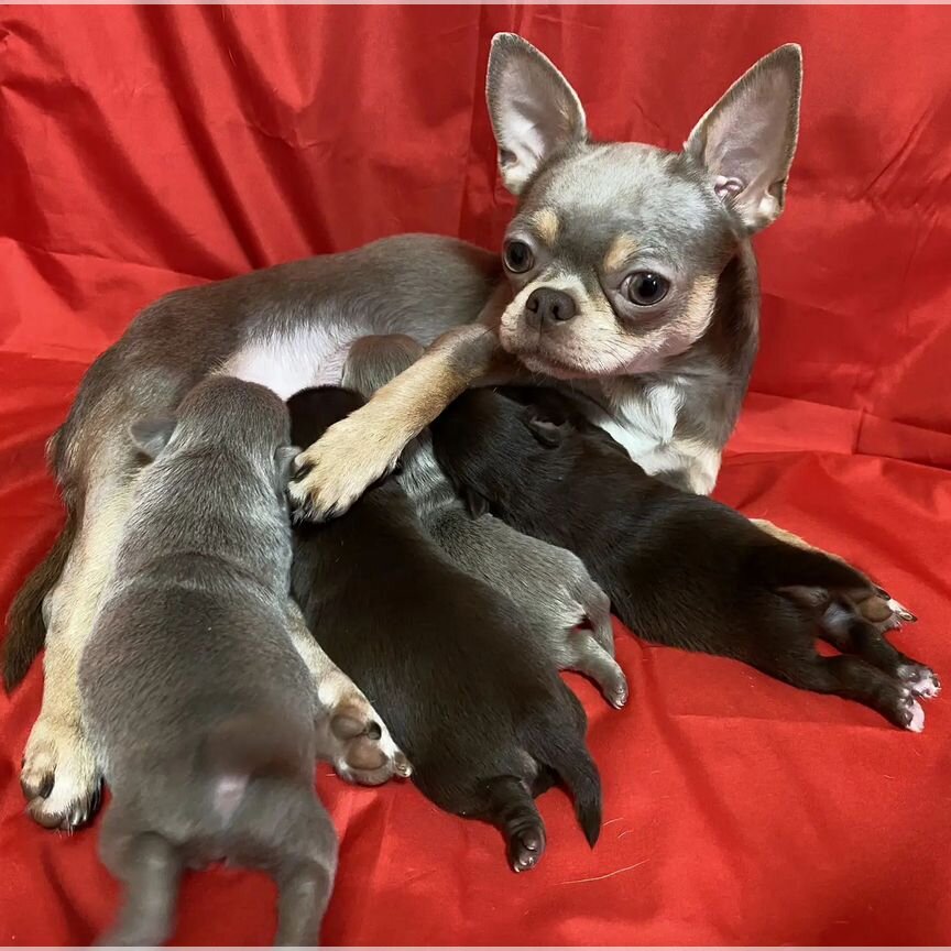 Чихуахуа, щенок