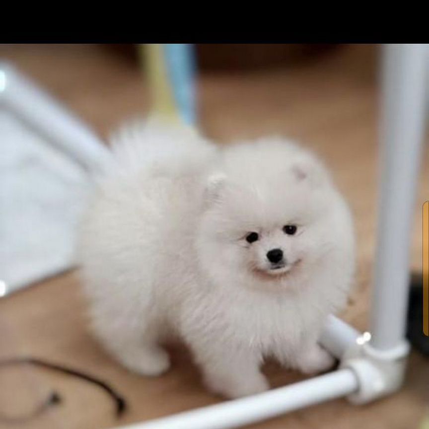 Белый померанский шпиц щенок