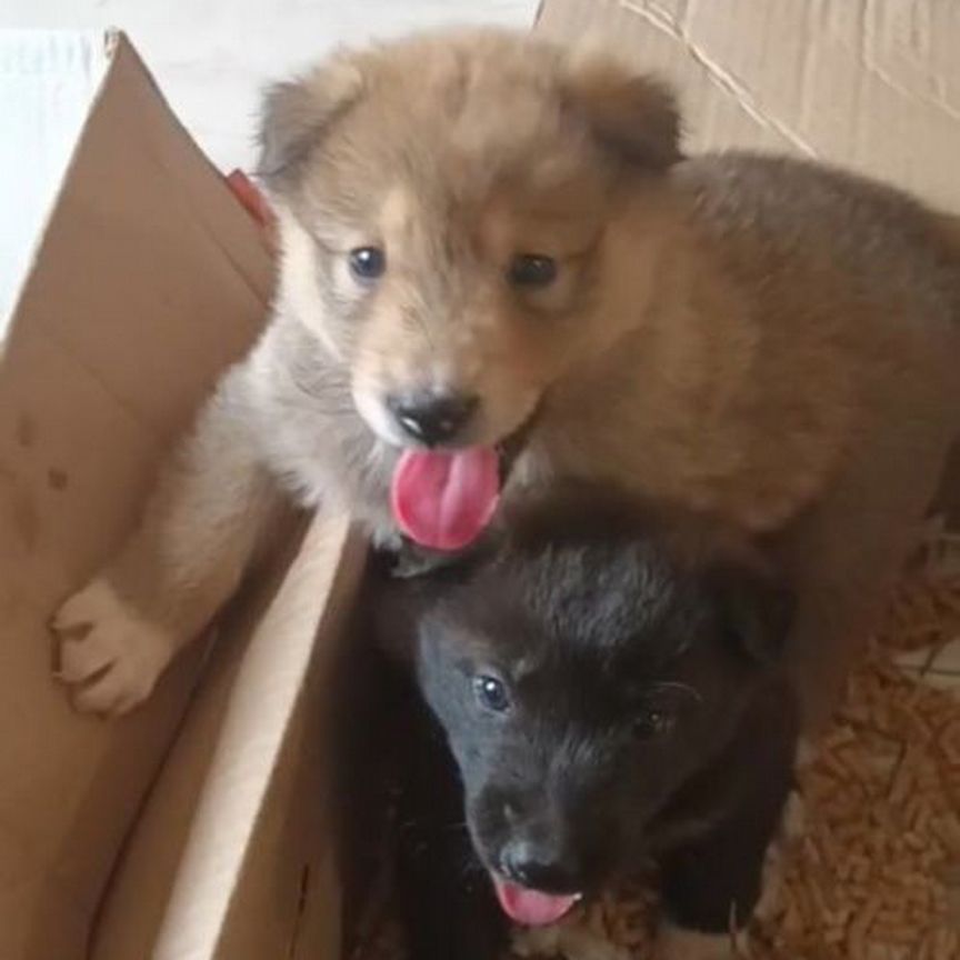 Вот таких милашек бросили на погибель 6 щенков