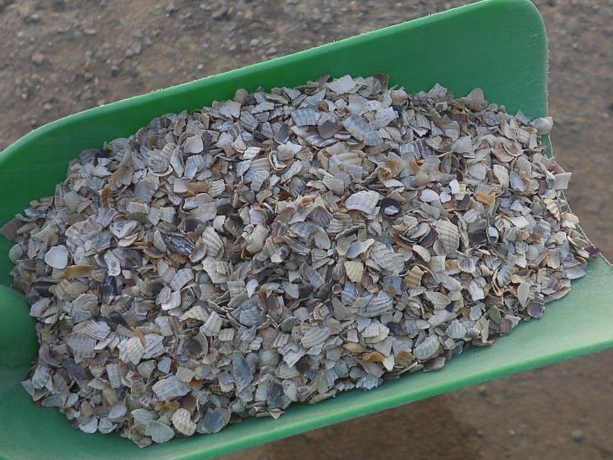 Ракушка морская