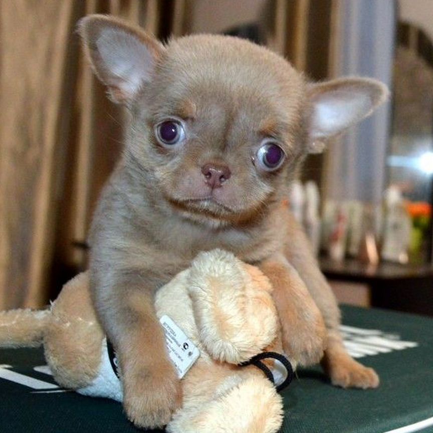 Чихуахуа, щенок