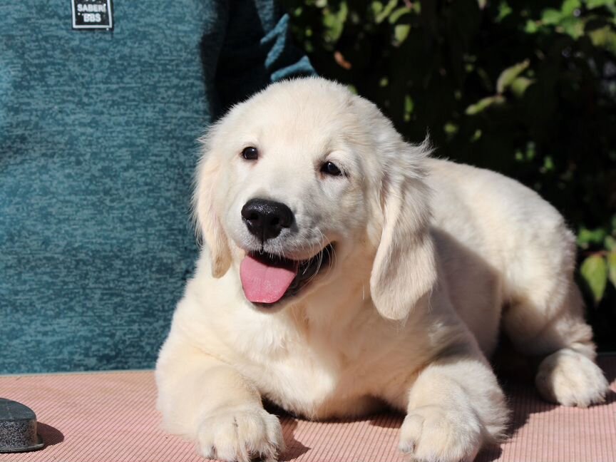 Золотистые детки