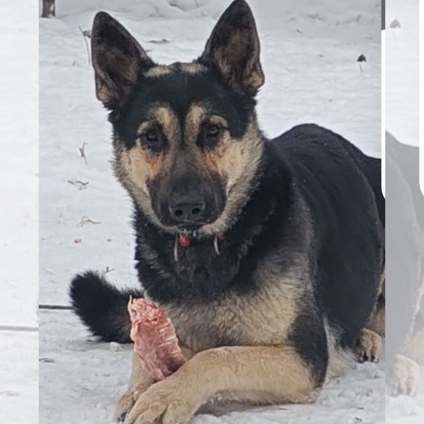 Восточноевропейская овчарка, щенок