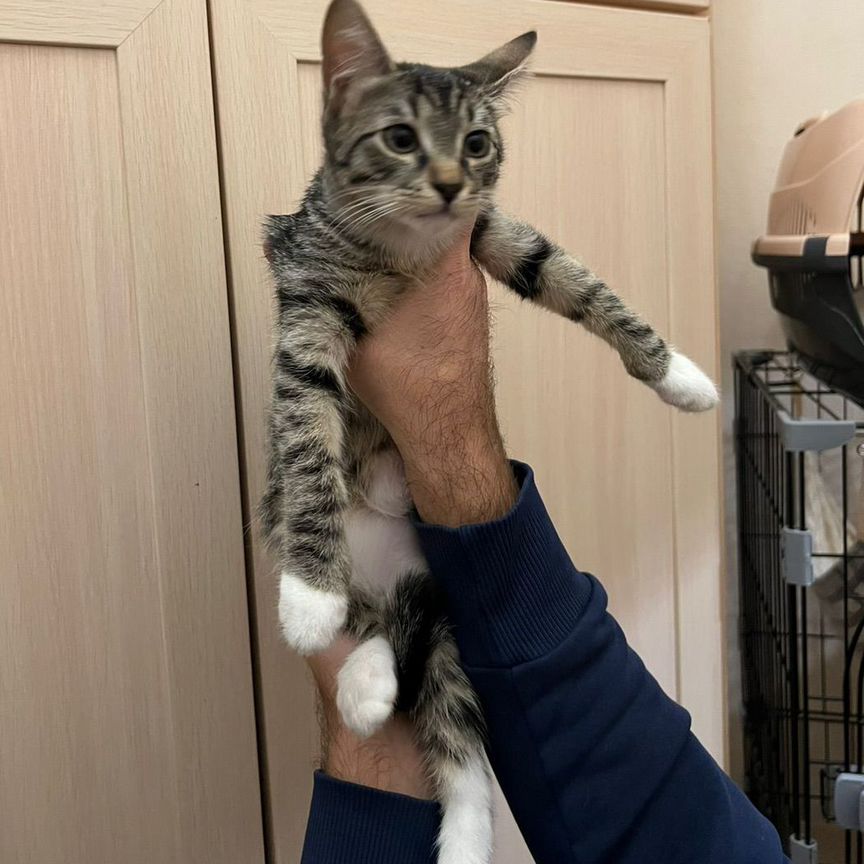 Котенок девочка три мес