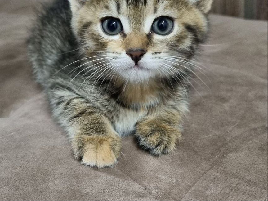 Котёнок Цезарь