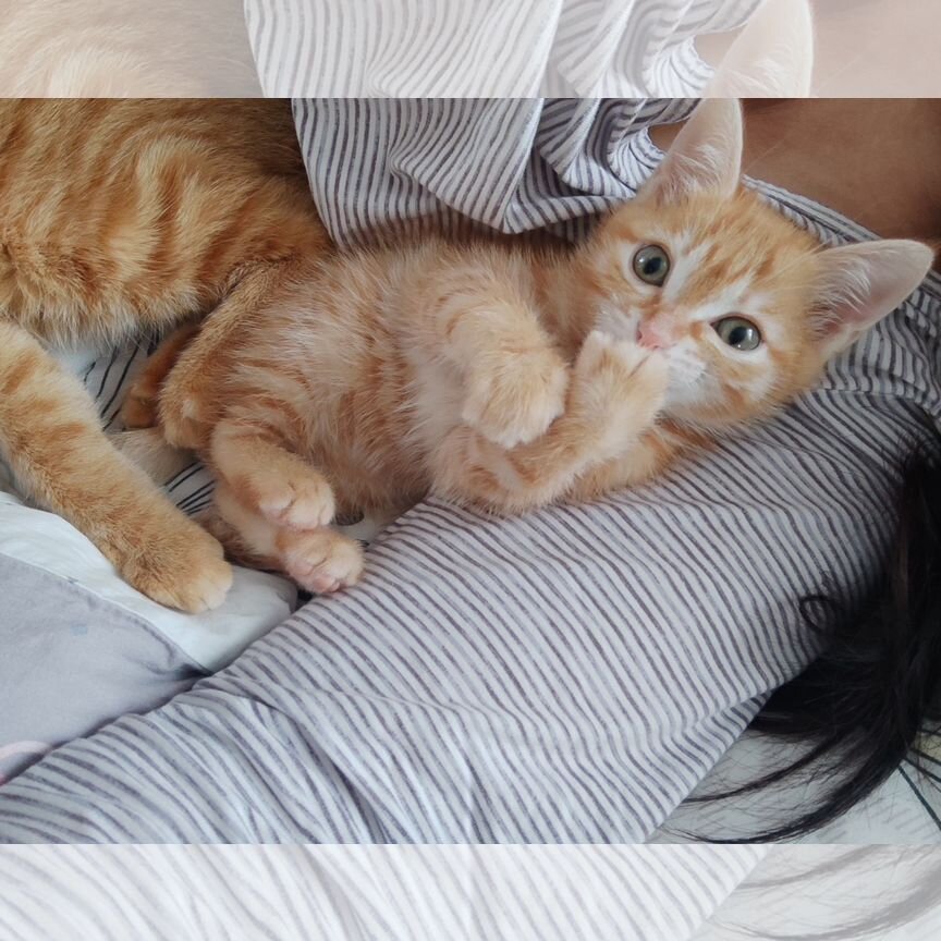 Тайский котёнок