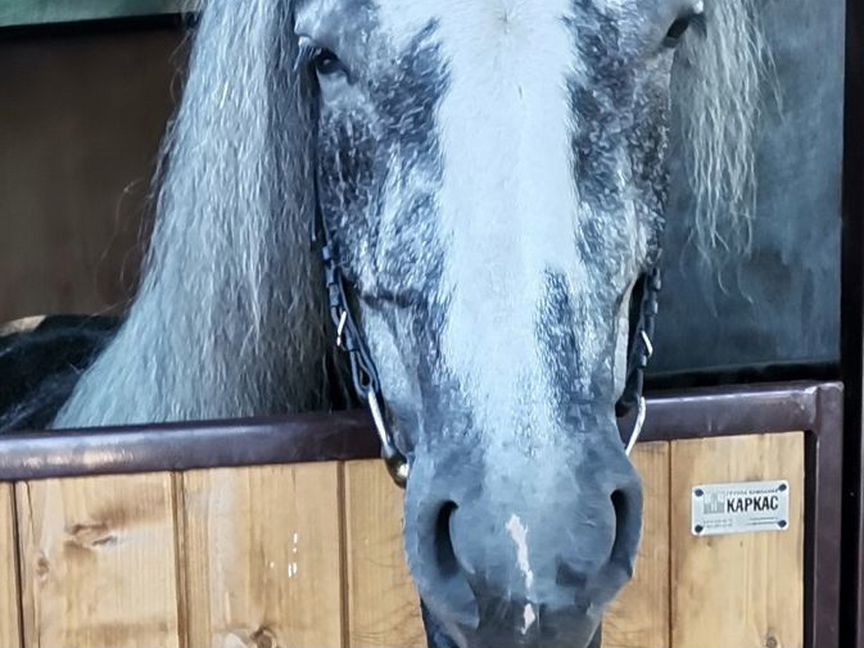 Мерседес Т1 коневоз,продам