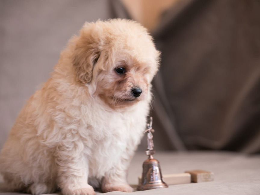 Мальтипу щенки f1