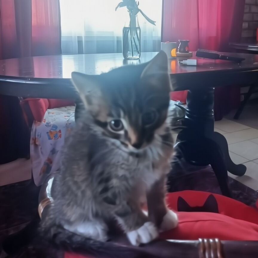 Котёнок в добрые руки