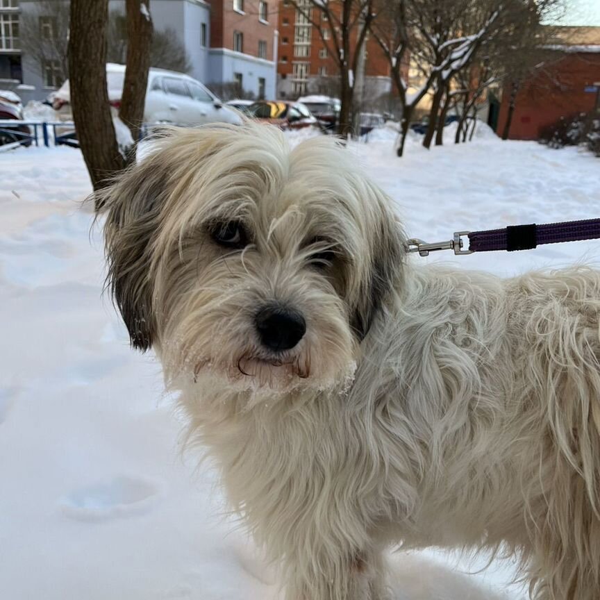 Собака в добрые руки