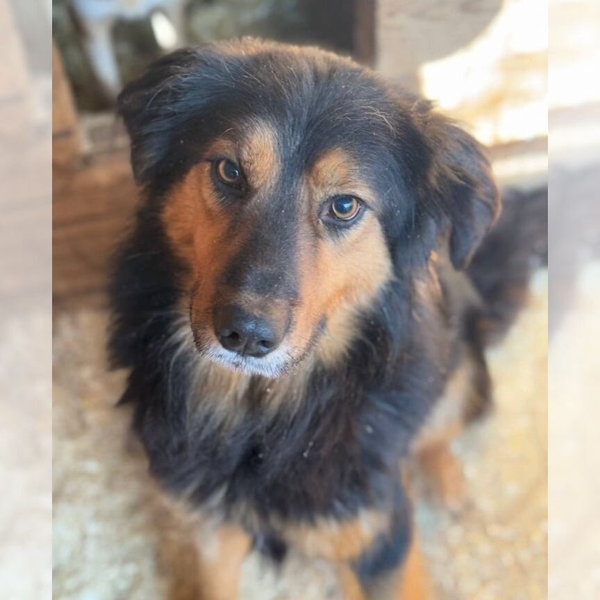 Красивый пес Ромео просит его забрать