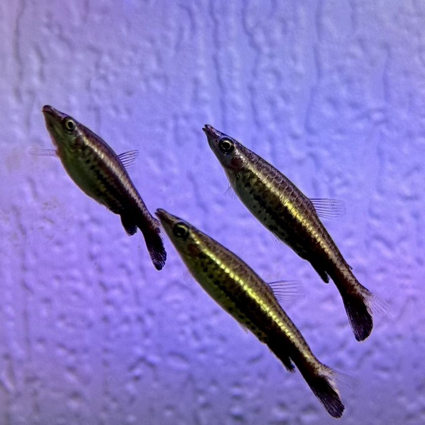 Пецилобрикон 3 шт