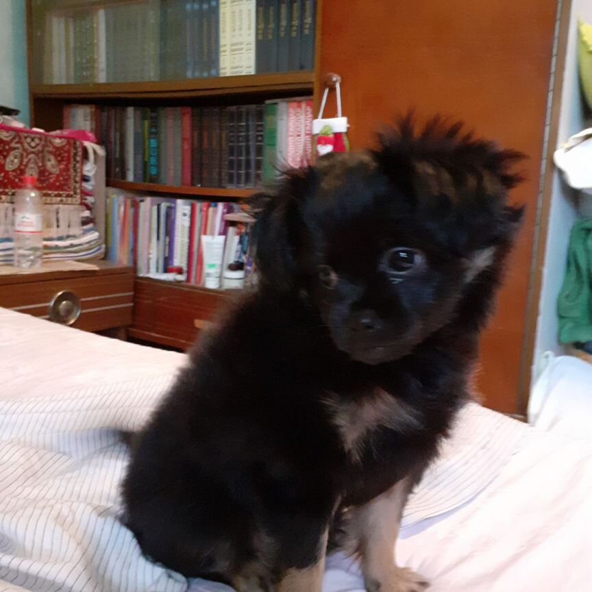 Пушистое чудо