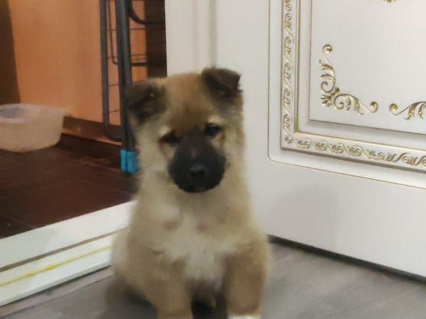 Пушистый щенок овчарки в добрые руки