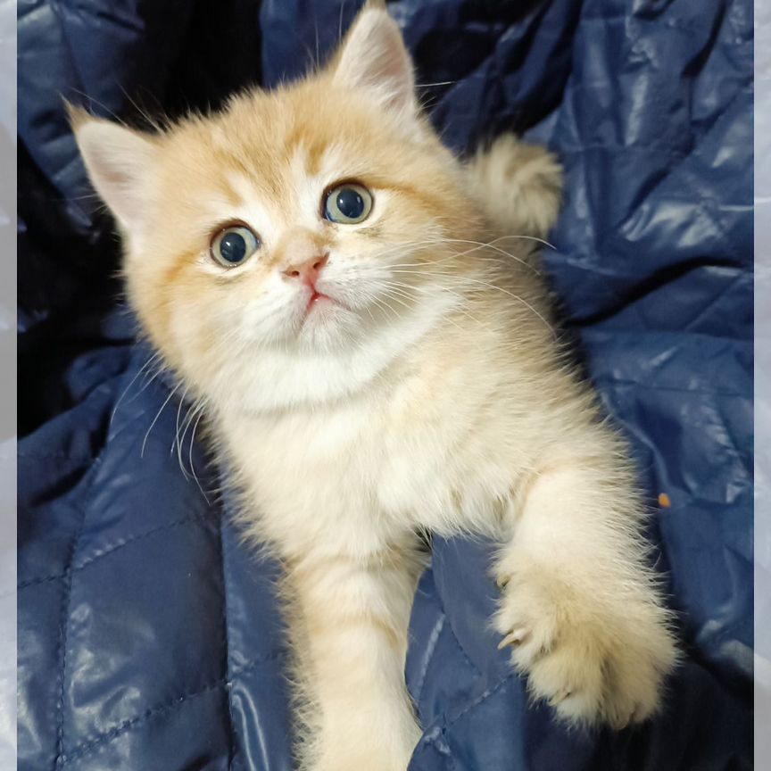Золотой котик