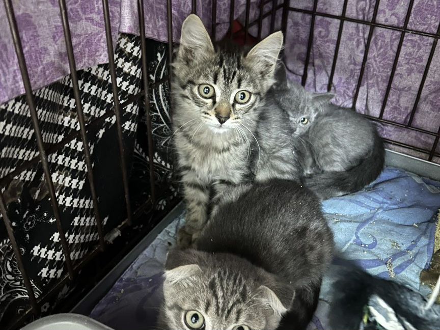 Бездомные котята ищут дом