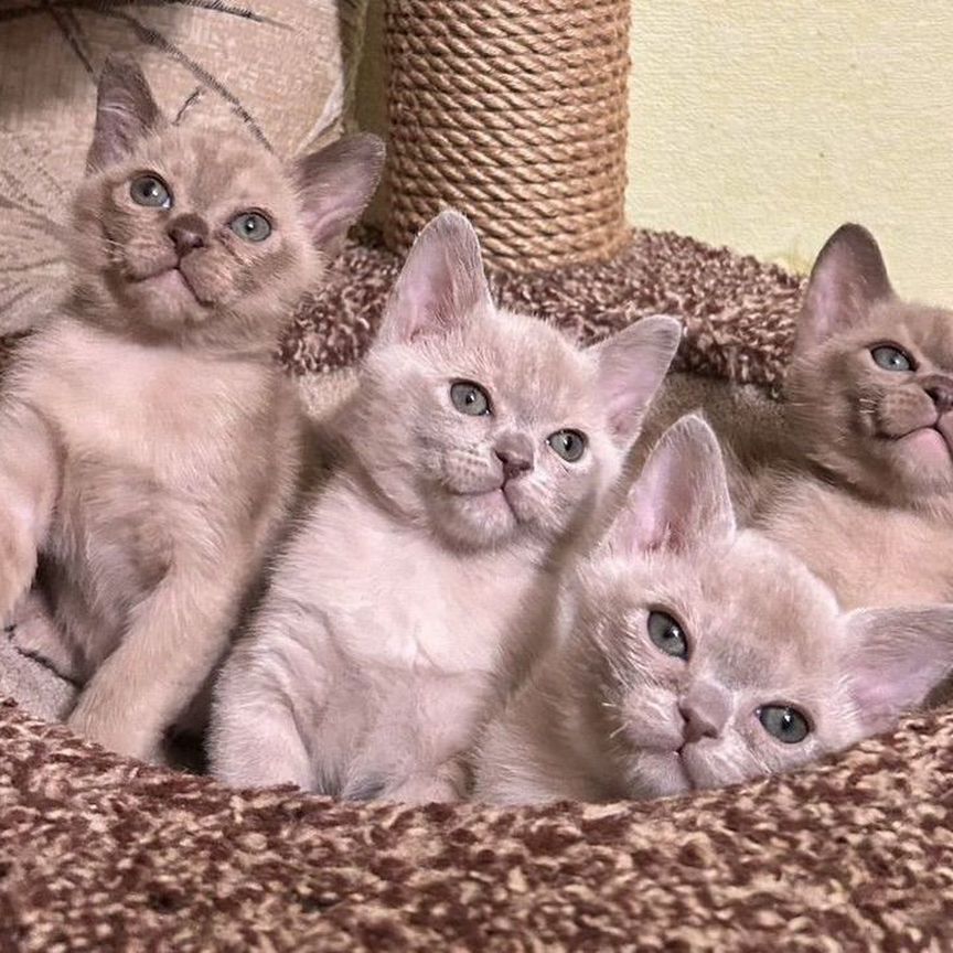 Котята европейской бурмы