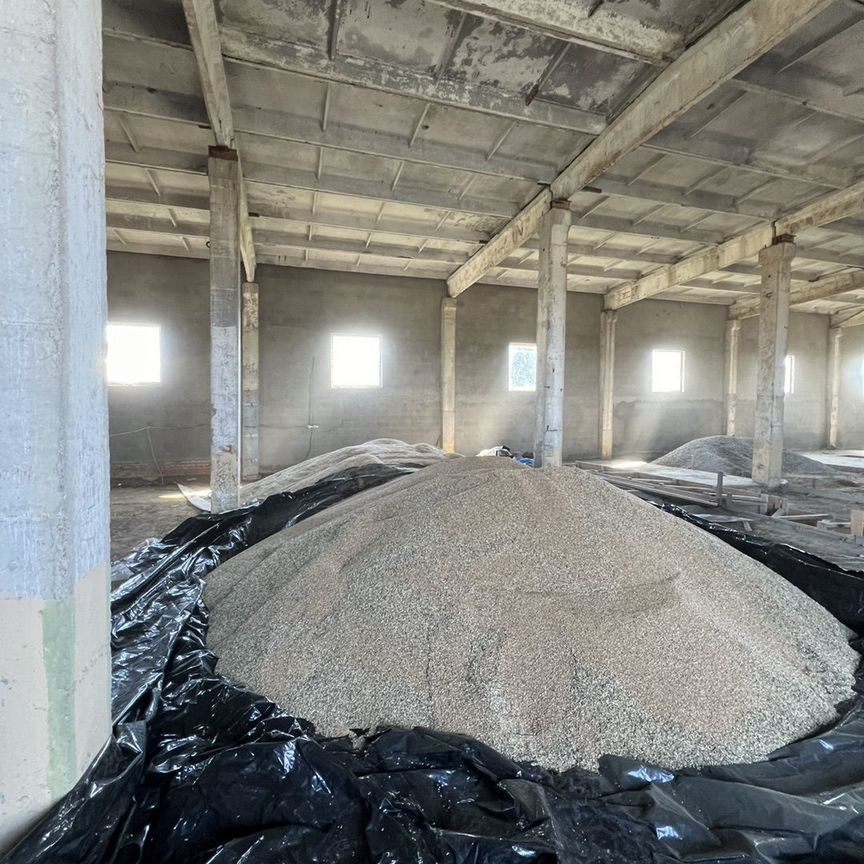 Зерно пшеница