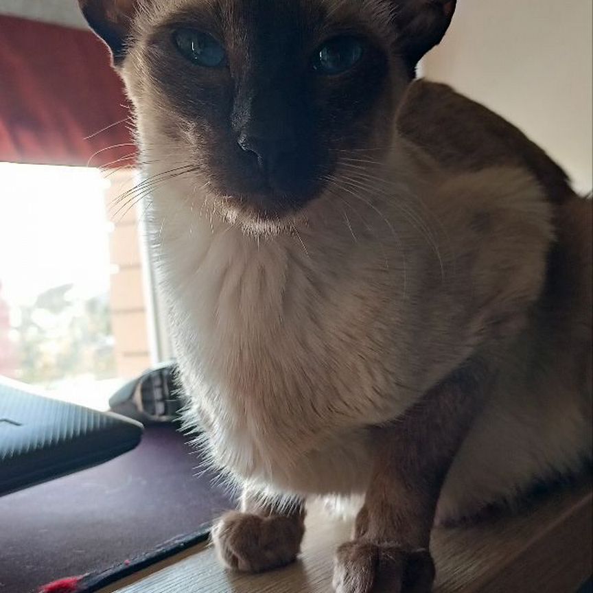 Ориентальные котята