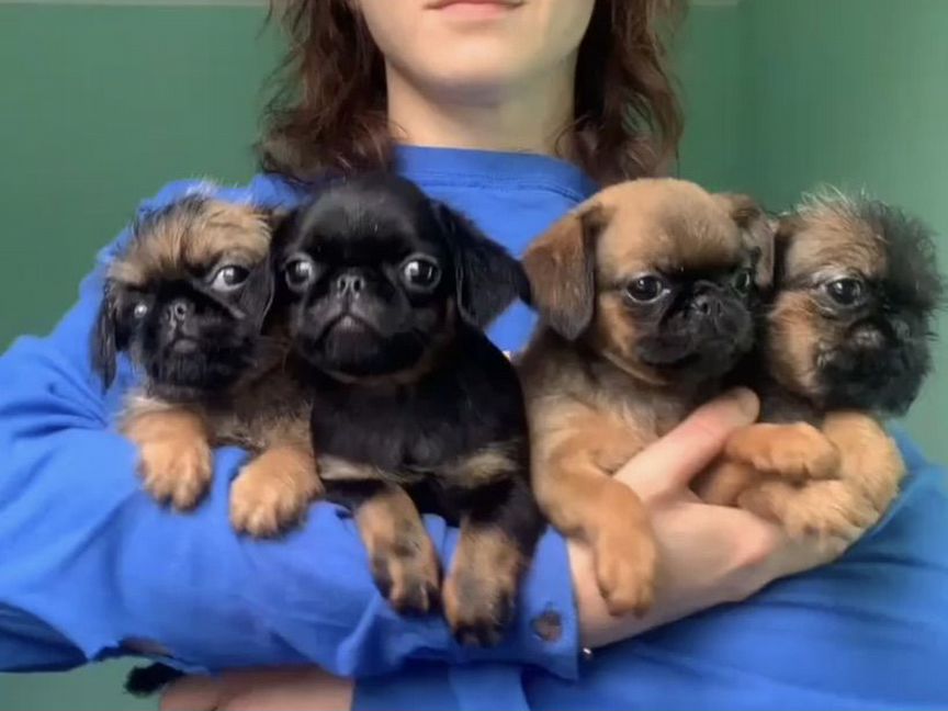 Малыши гриффона и брабансона ждут владельцев