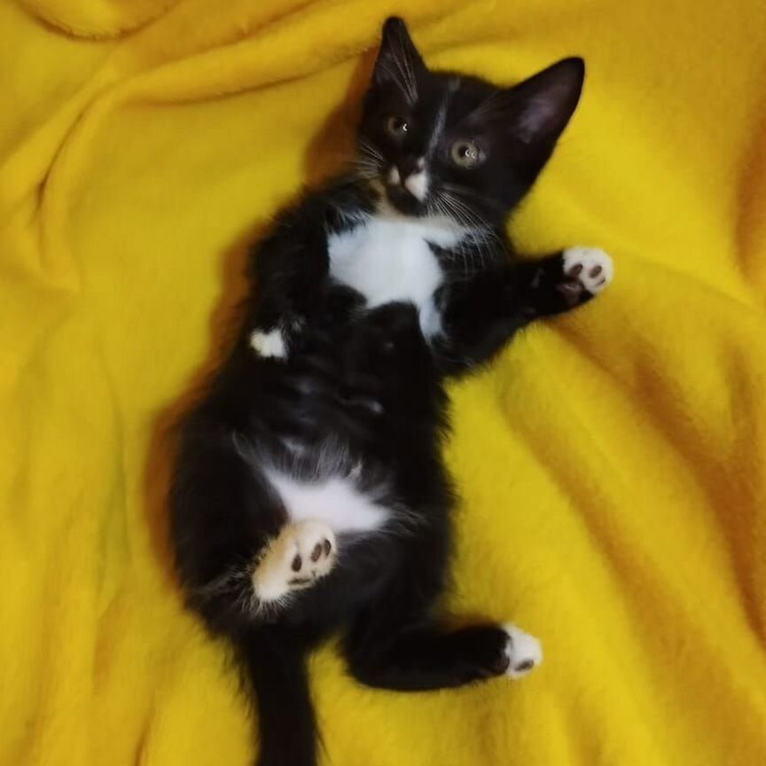 Сладкая Ириска в дар