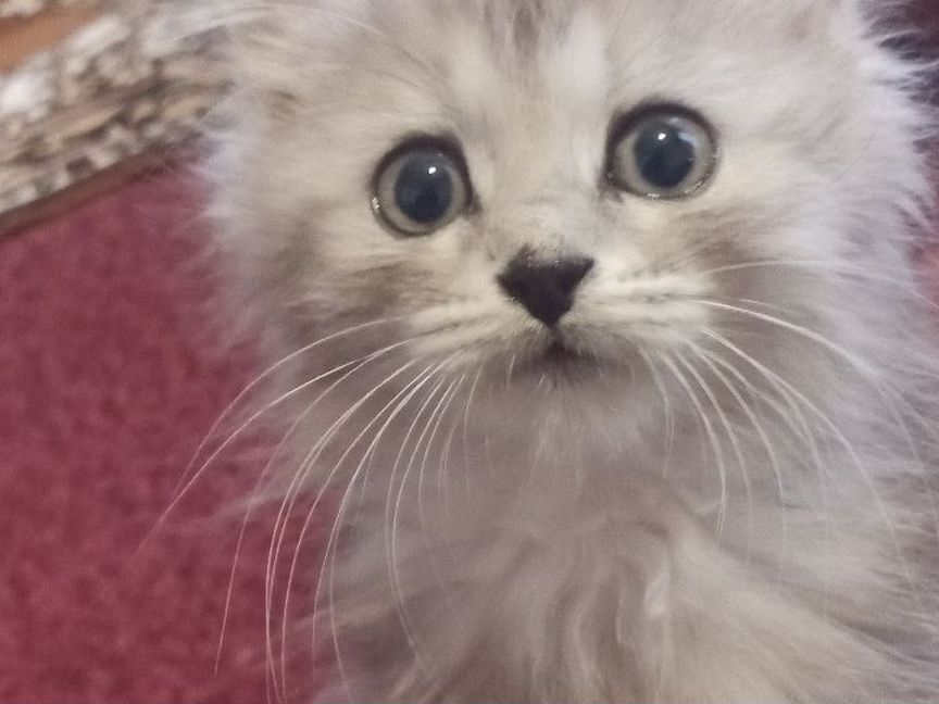 Котёнки