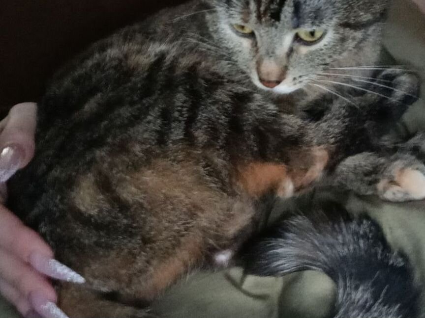 Кошкечка в добрые руки