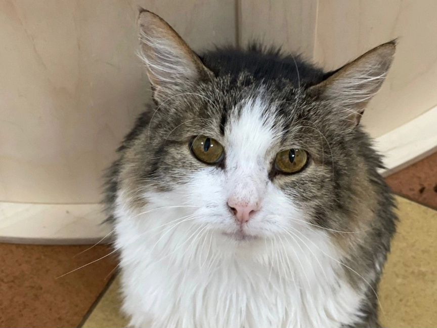 Добрейший котик Сильвер ищет дом