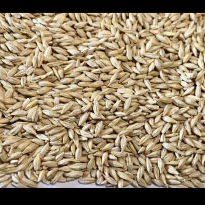 Зерно ячмень