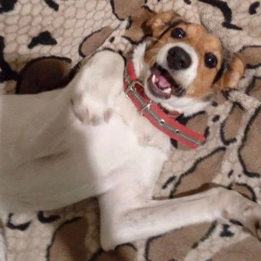 Лиза ищет дом