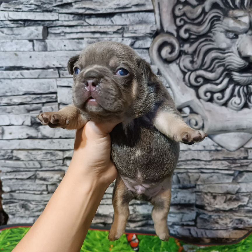 Классные щенки, большой выбор
