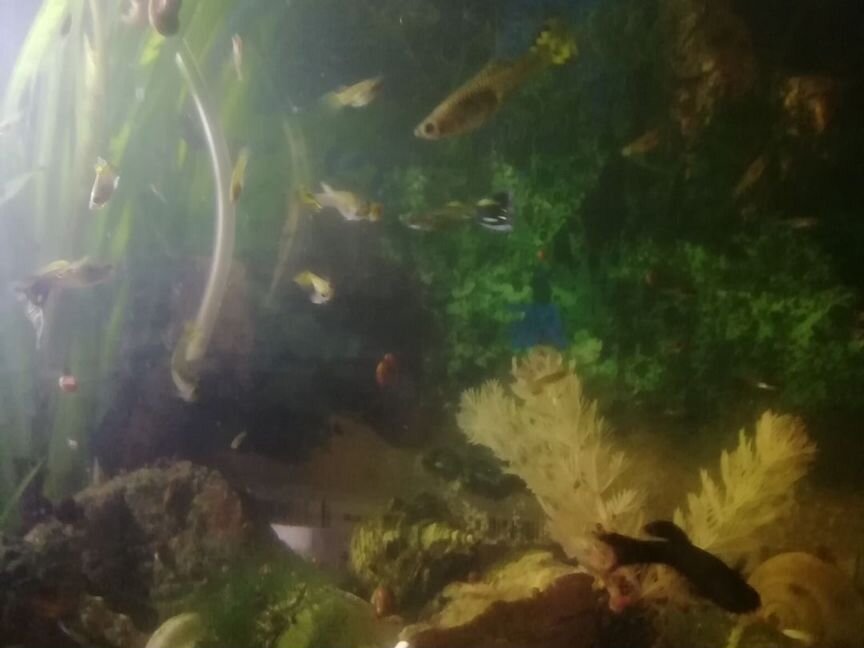 Кулёк мальков гуппи 10шт