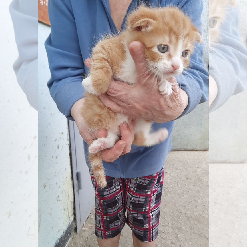 Отдам котят в добрые руки