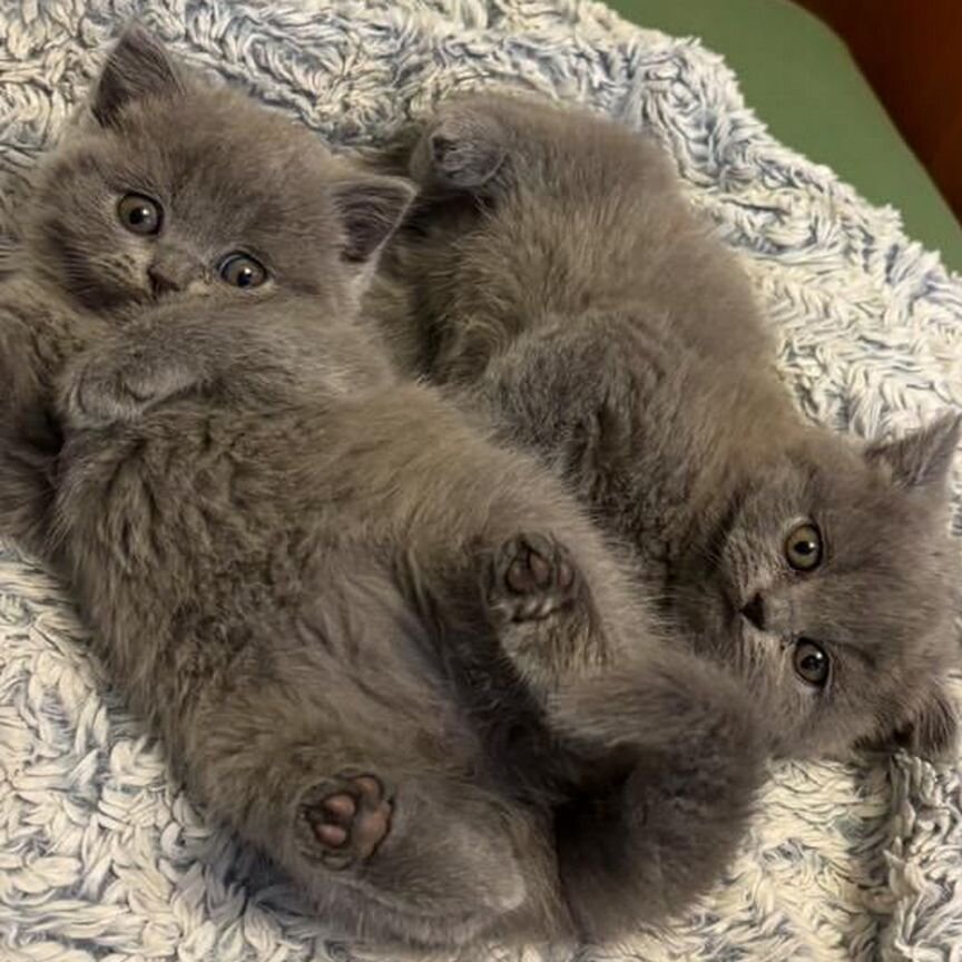 Шотландские прямоухие котята