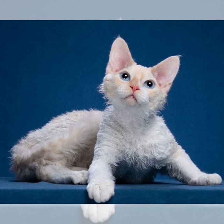 Девон-рекс, взрослый кот