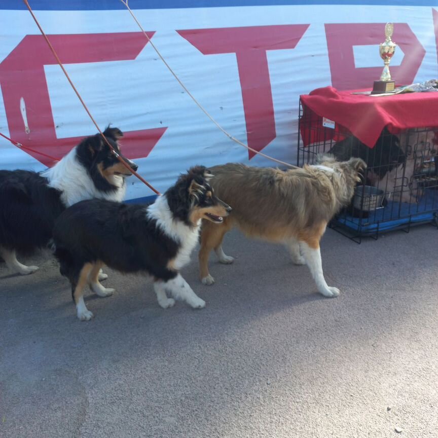 Миниатюрные красотки