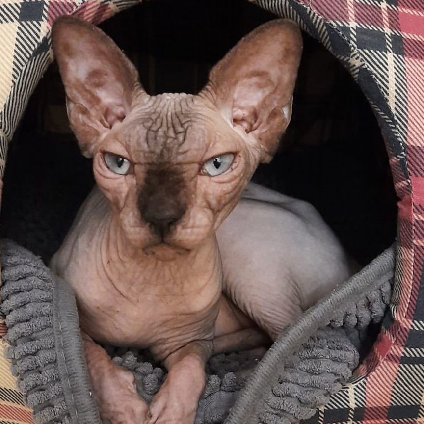 Шоколадная красавица