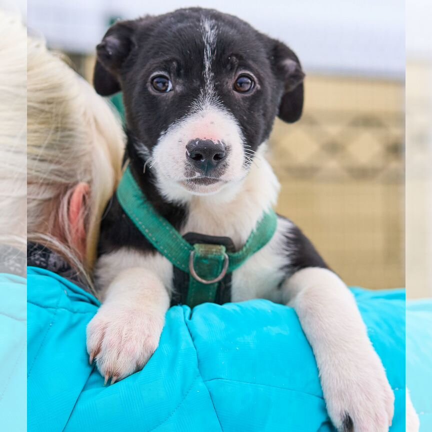 Щенок в добрые руки