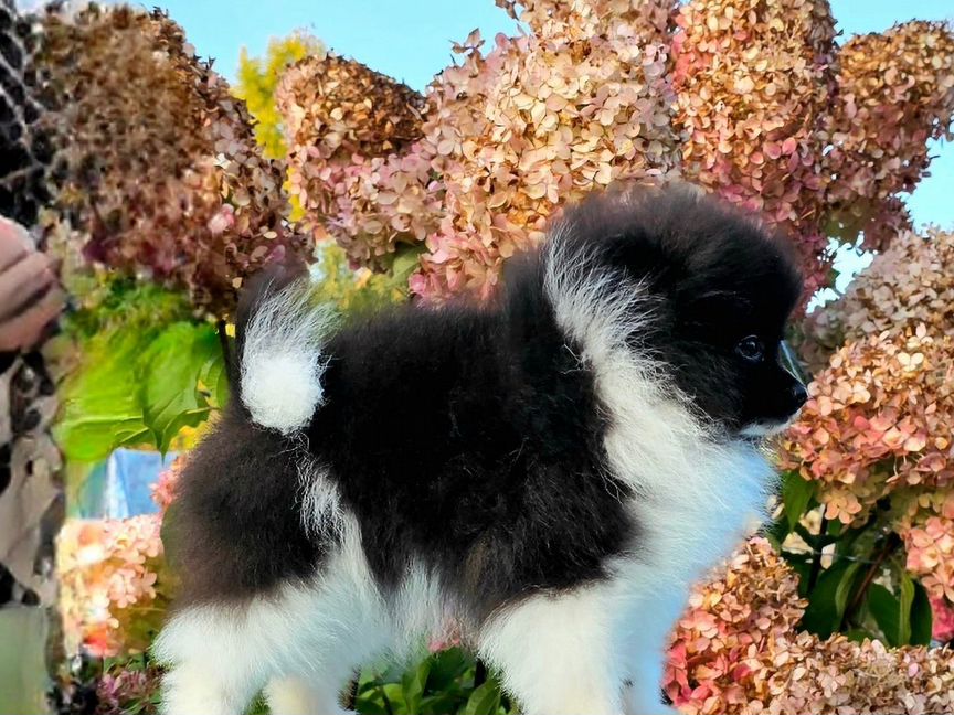 Шпиц мини девочка