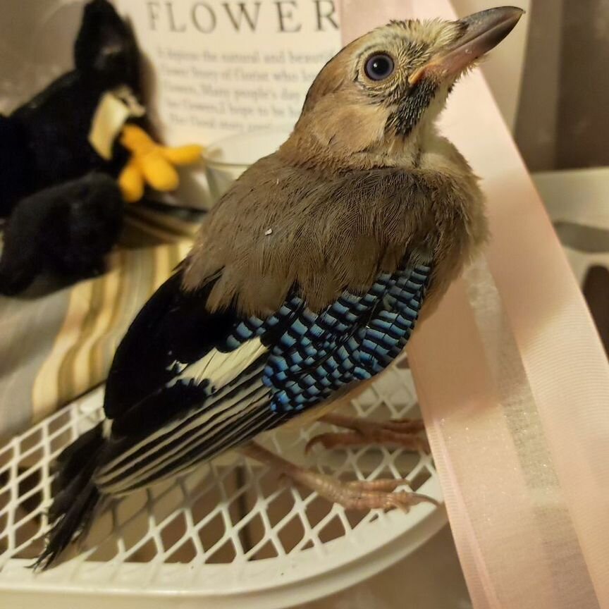 Сойка пересмешница