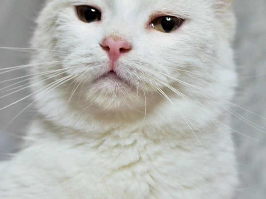 Ласкун Лакки