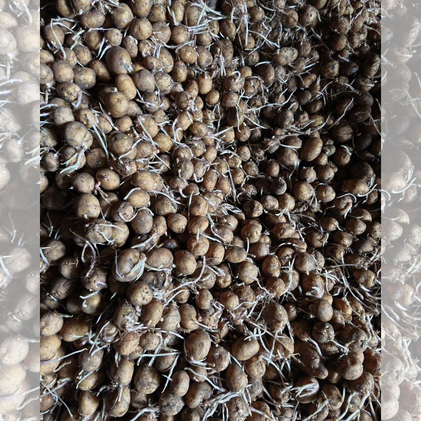 Продам картофель на корм скоту
