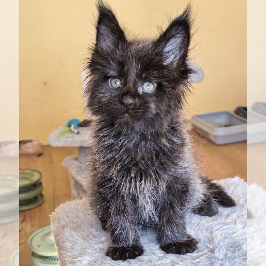 Мейн-кун котёнок