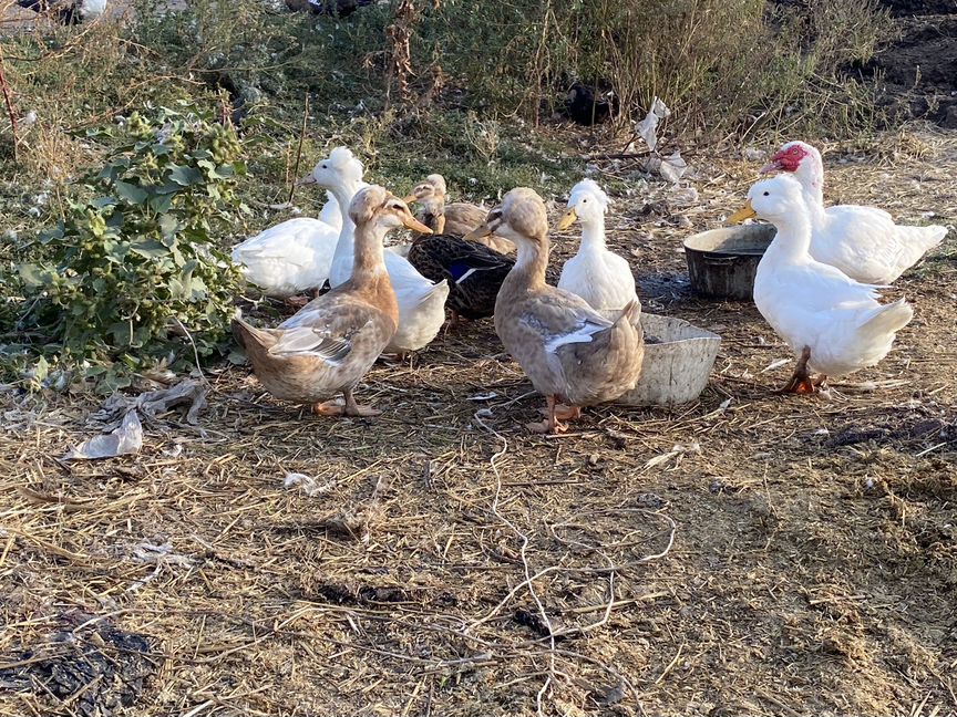 Хохлатые утки и индоутки