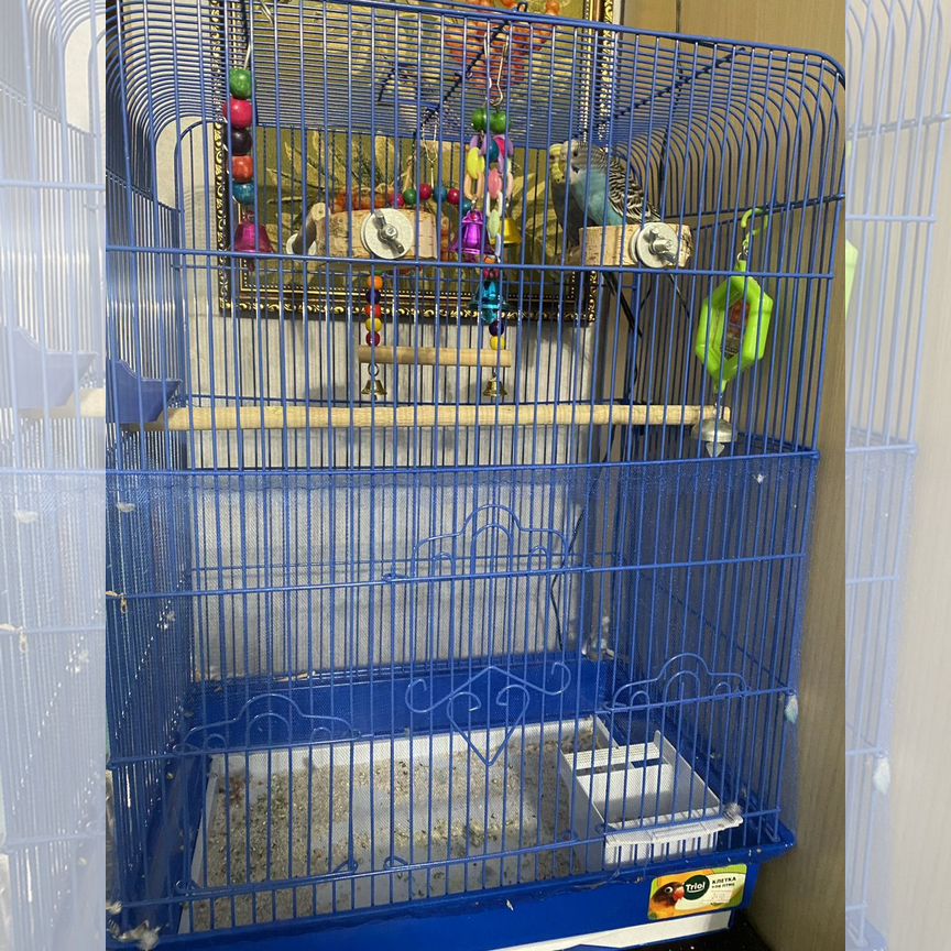 Волнистый попугай самцы