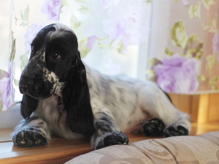 Мальчишка Английский кокер спаниель