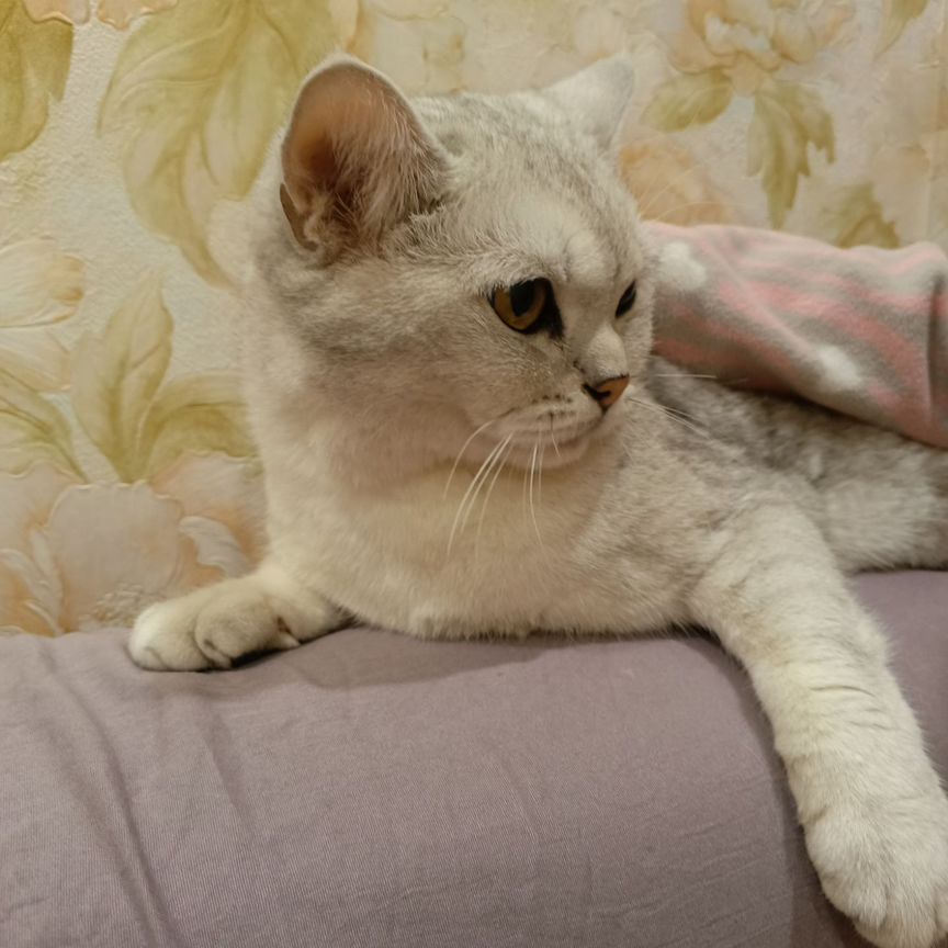 Ищем котика Шотландской породы